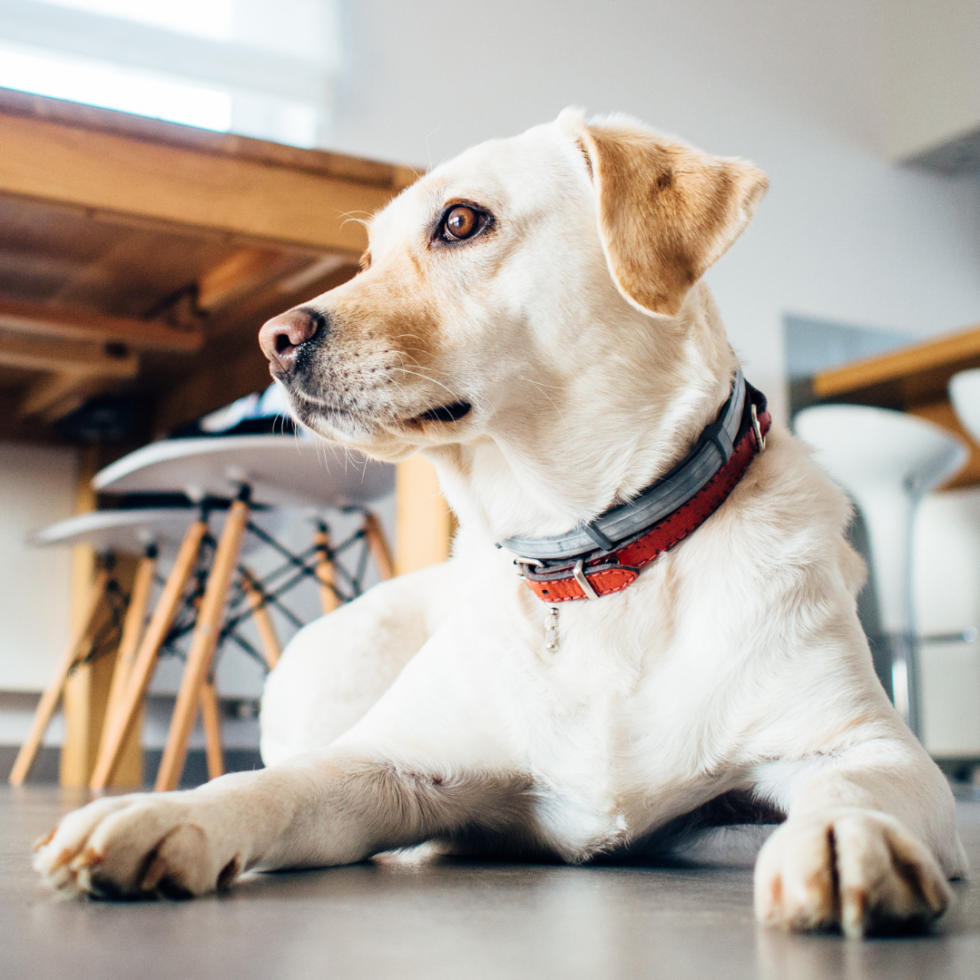 Best Veterinary Hospital In Philadelphia, PA | Companion Pet Hospital