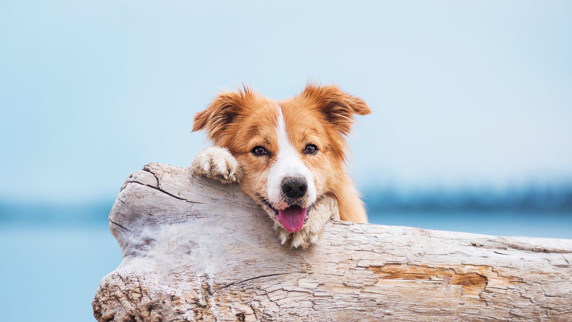 Veterinary Appointment In Philadelphia, PA | Companion Pet Hospital