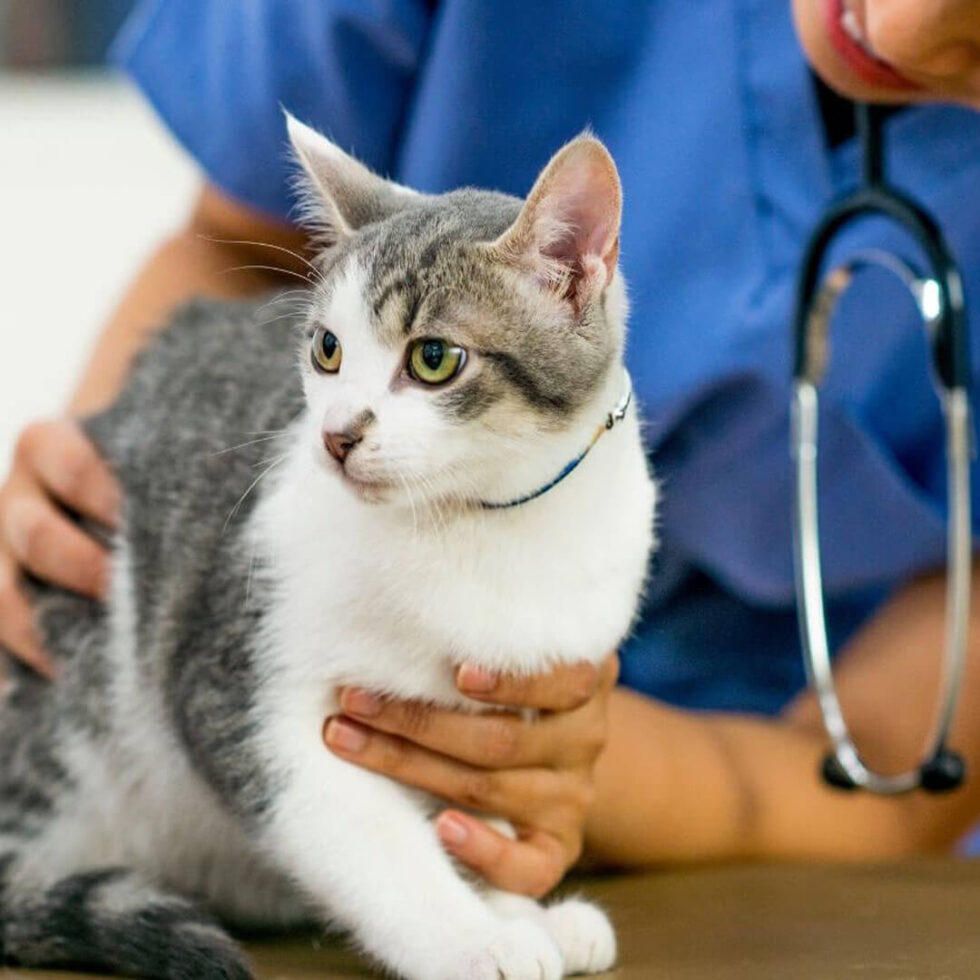 Best Veterinary Hospital In Philadelphia, PA | Companion Pet Hospital